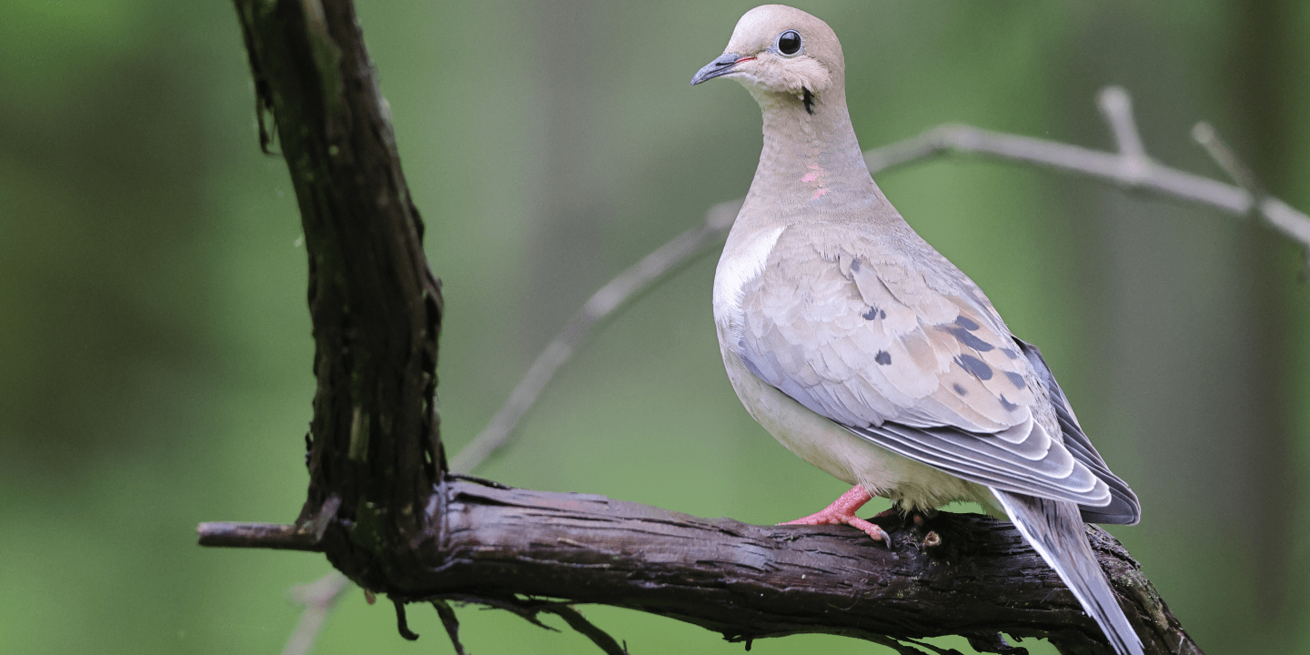 TLIC Family. An Animal Advent. Day 4: A raven…a dove. – TLICfamily