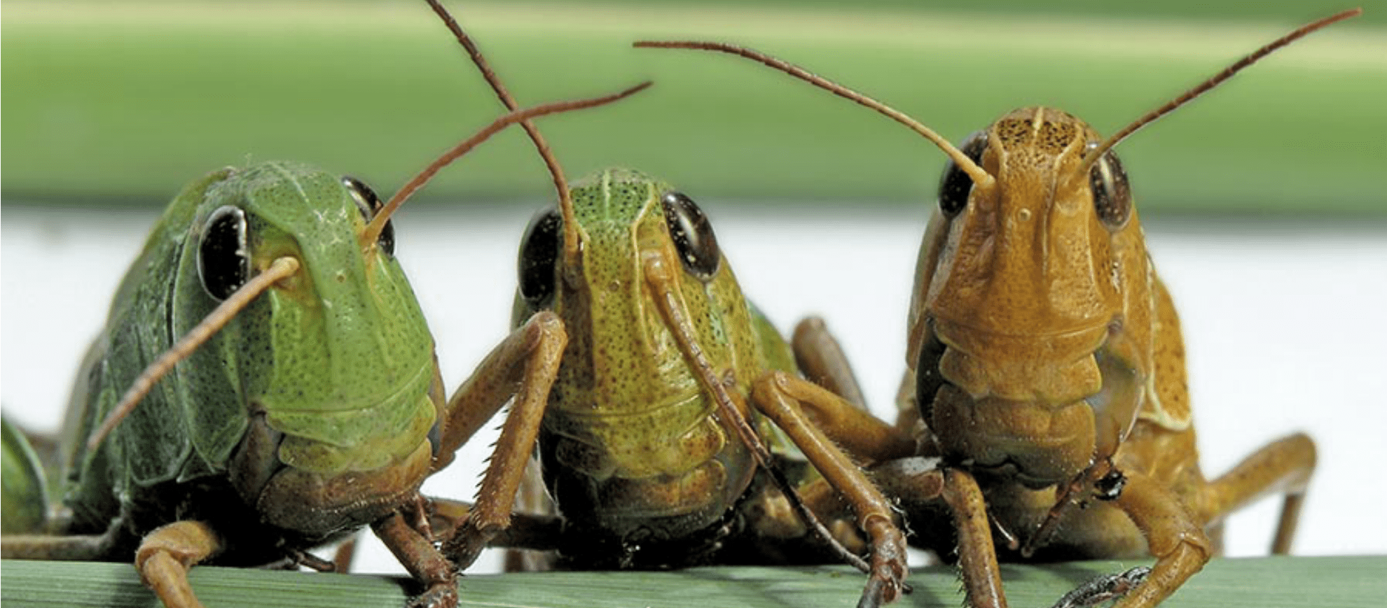 TLIC Family. An Animal Advent. Day 23: Locusts. – TLICfamily