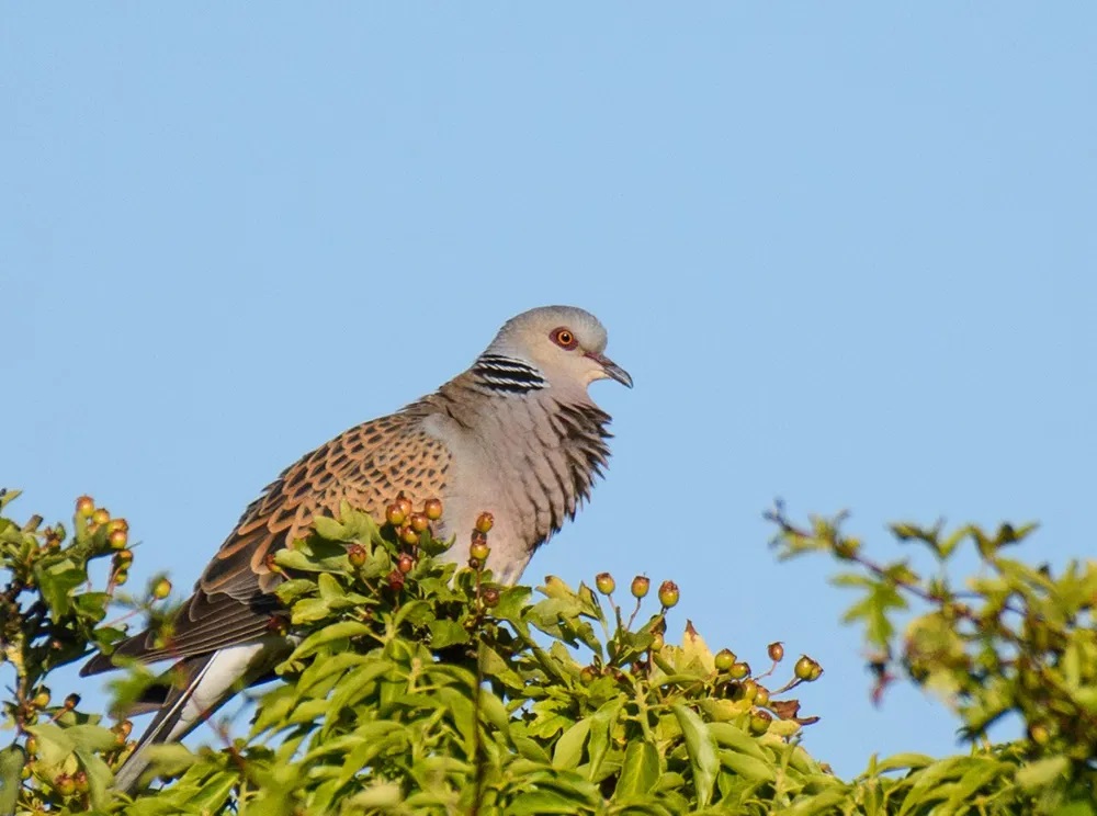 TLIC Family. An Animal Advent. Day 26: Turtledoves. – TLICfamily